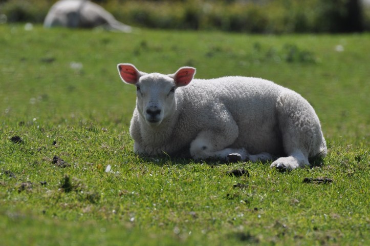 Ballycullen – Townlands of Ulster