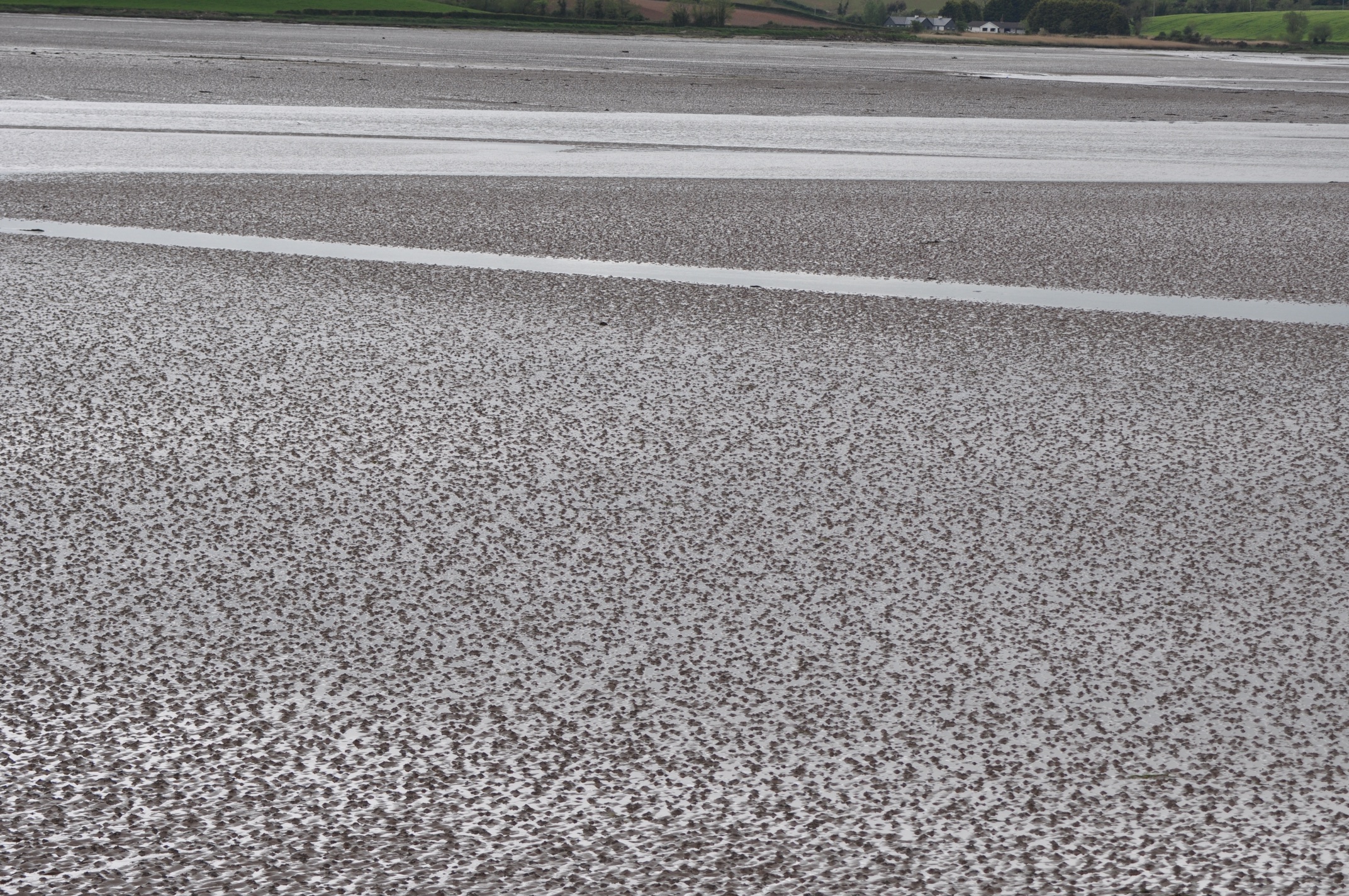 Comber estuary from Islandhill – Townlands of Ulster