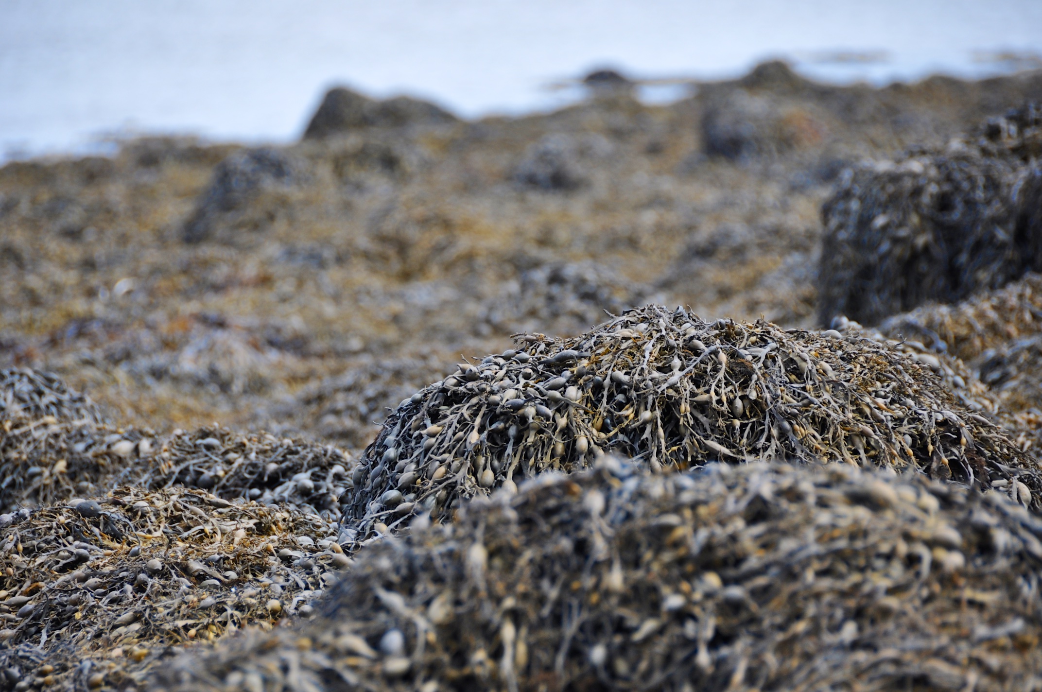 Reagh Island – Townlands of Ulster