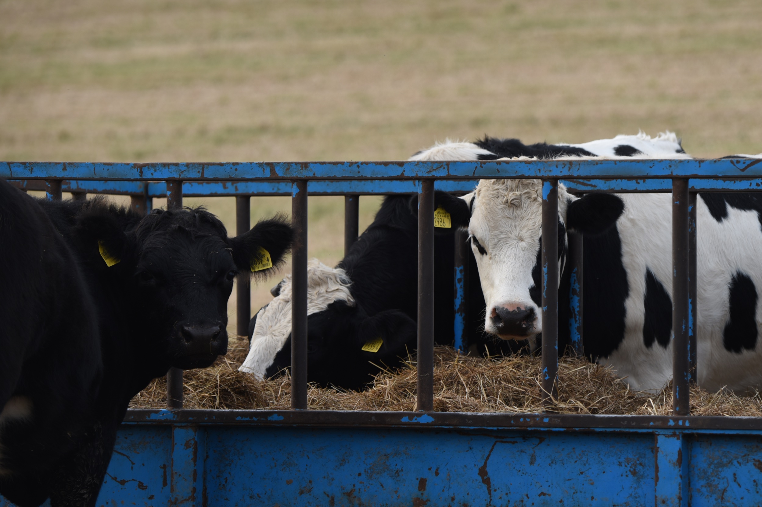 Lisbane – Townlands of Ulster